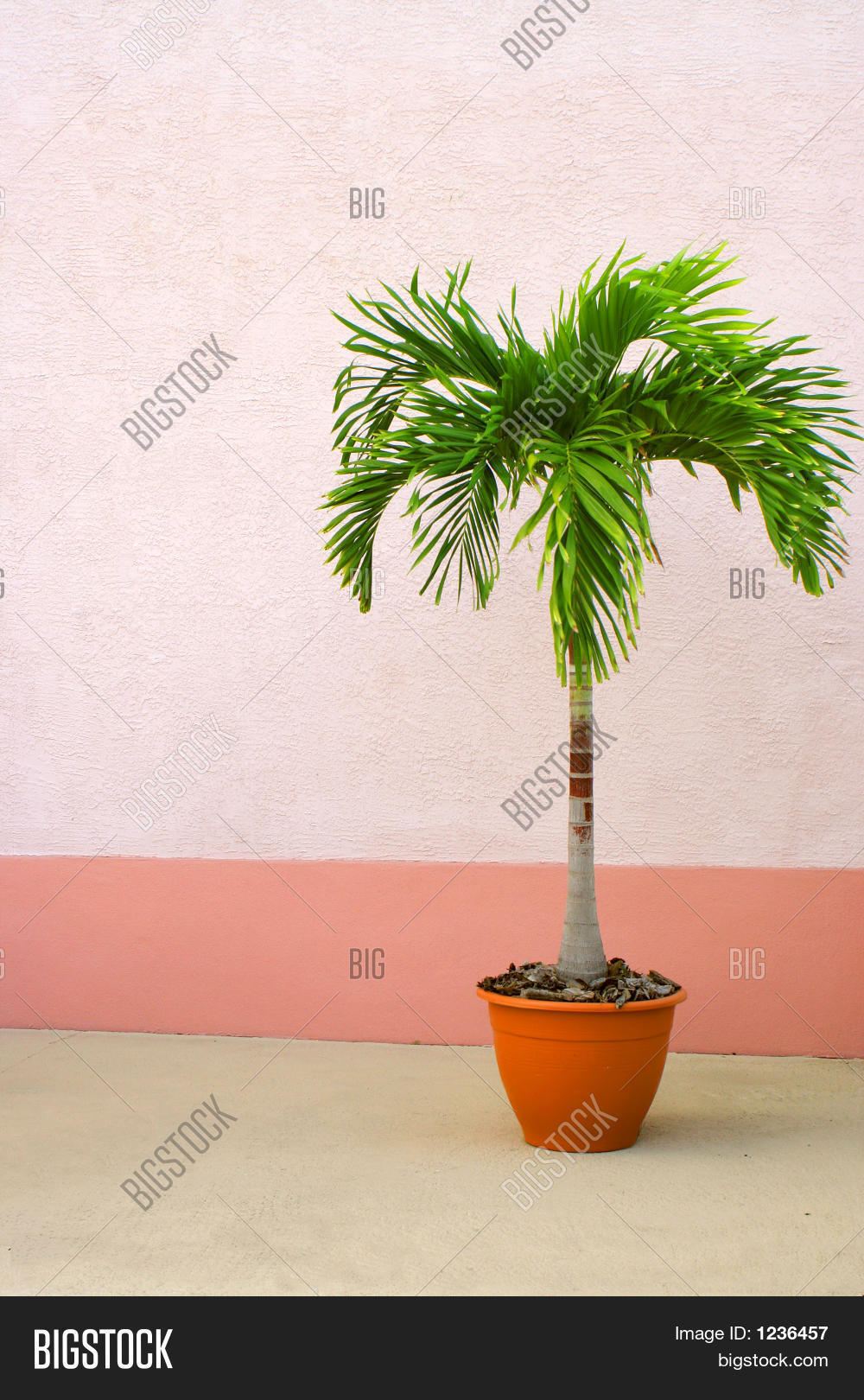 Potted Palm Tree Image & Photo (Free Trial) | Bigstock
