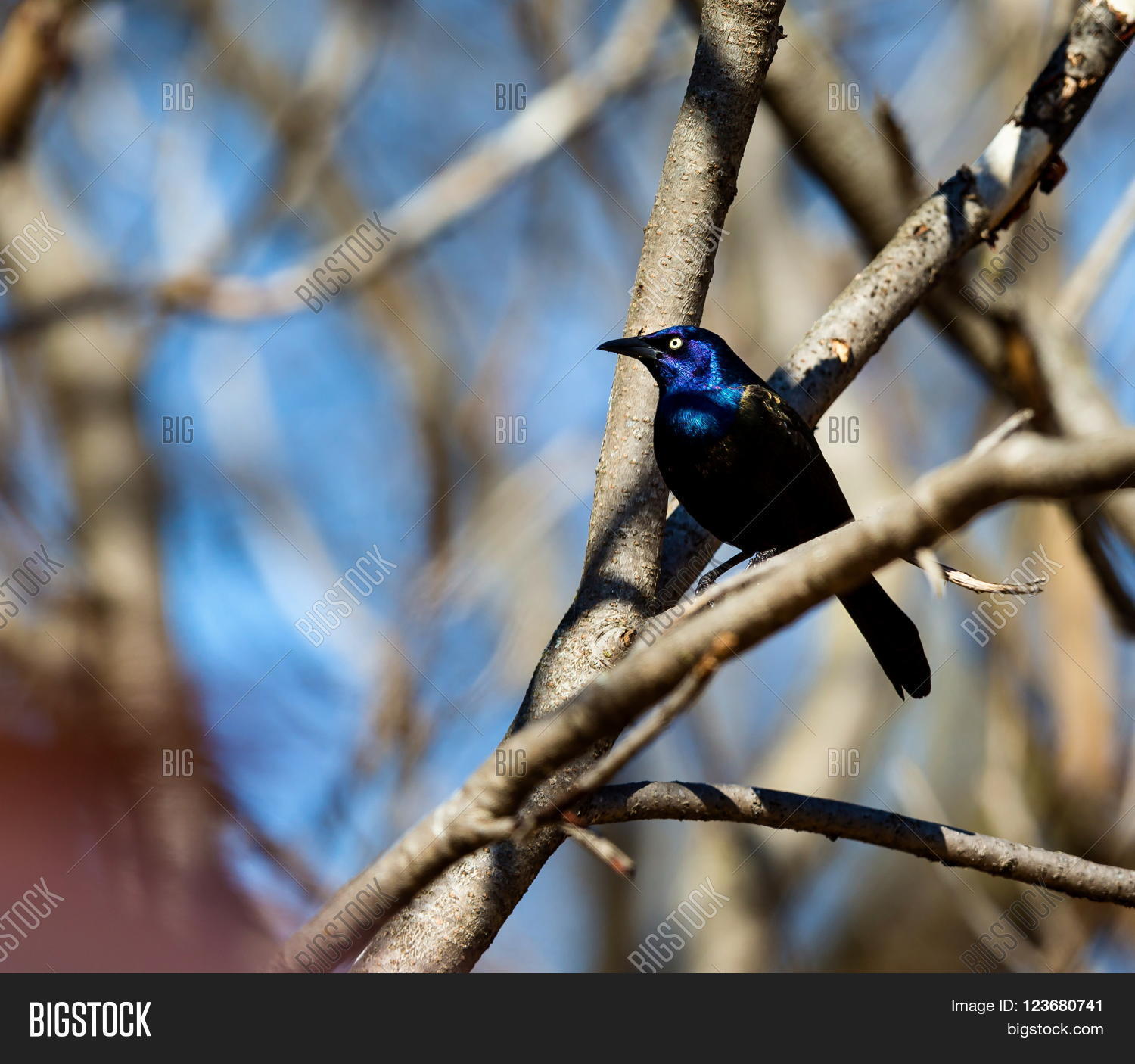 Common Grackles Image & Photo (Free Trial) | Bigstock