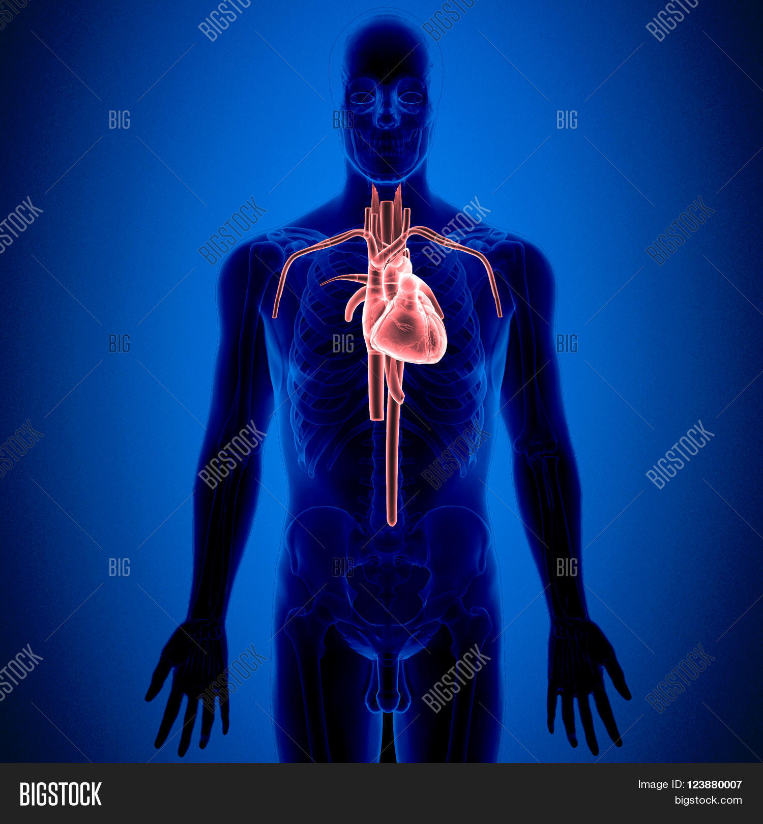 Heart Muscular Organ Image & Photo (Free Trial) | Bigstock