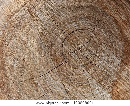 Close Oak Tree Rings Image & Photo (Free Trial) | Bigstock