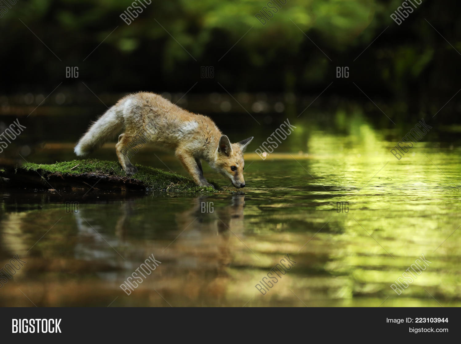 Young Vixen Red Fox Image & Photo (Free Trial) | Bigstock