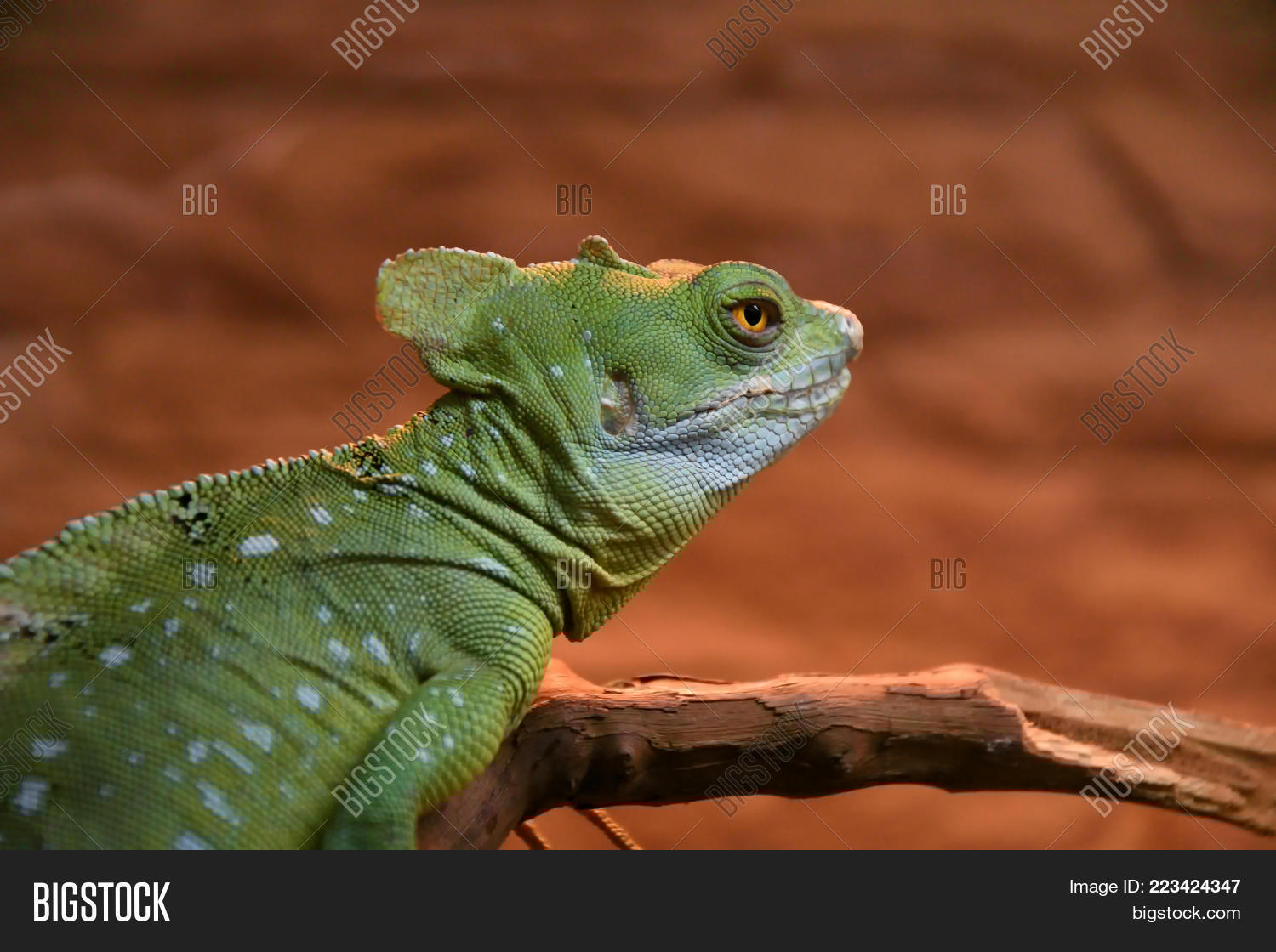 Common Basilisk, Image & Photo (Free Trial) | Bigstock