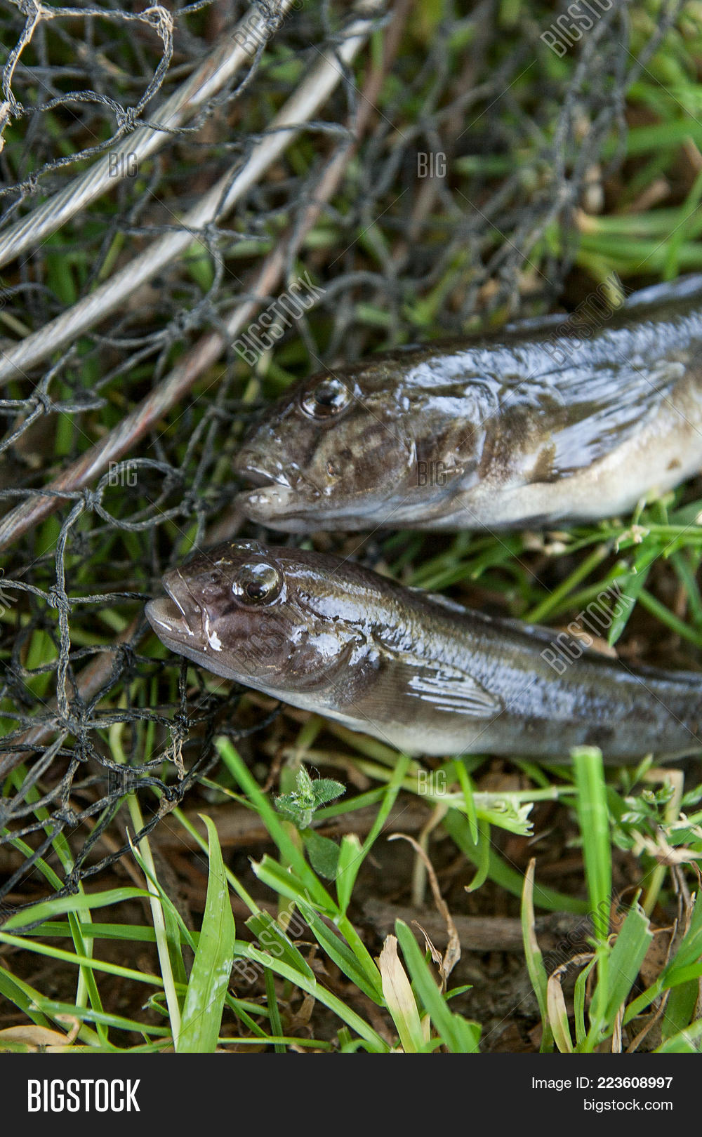 Freshwater Bullhead Image & Photo (Free Trial) | Bigstock