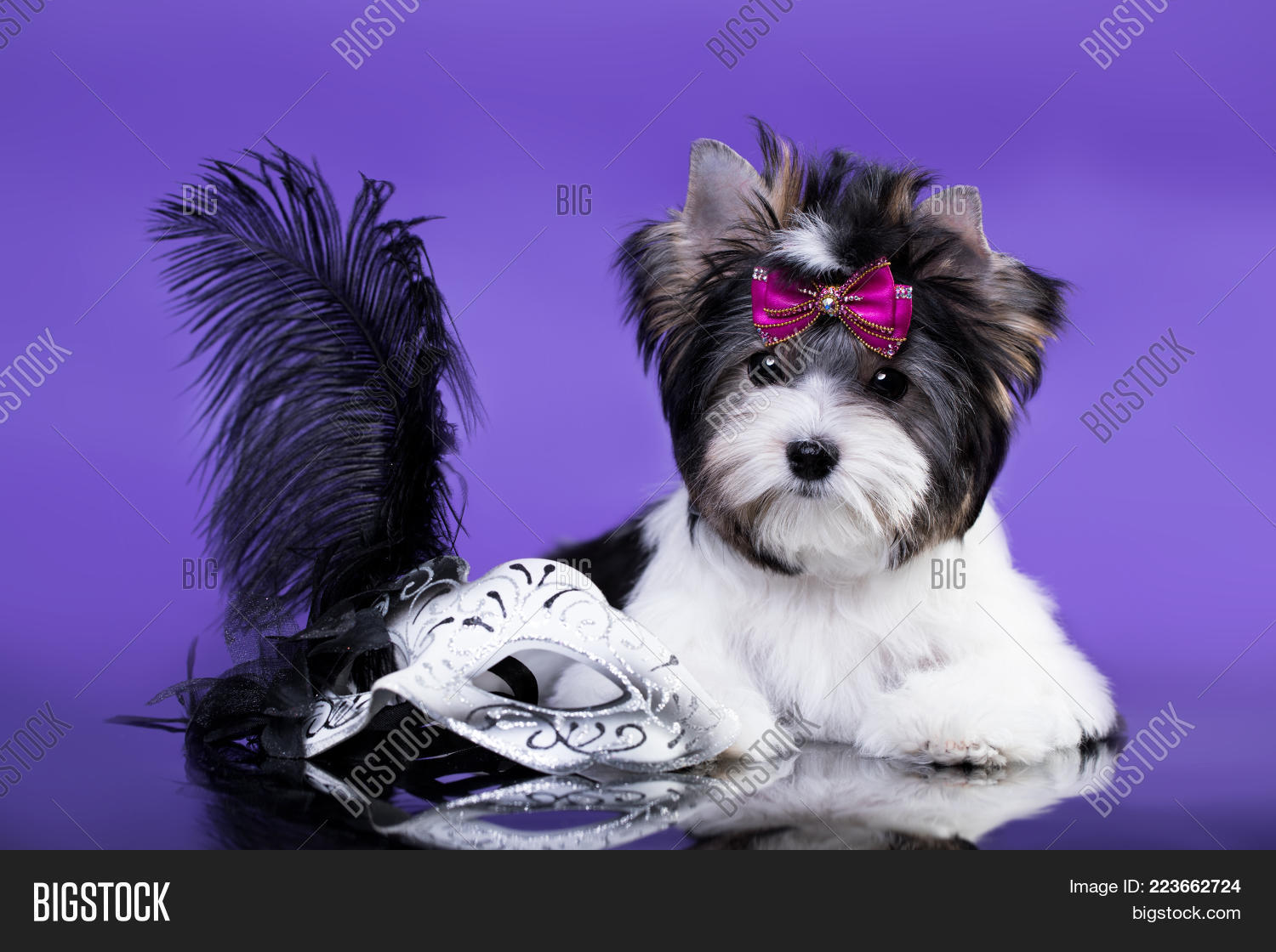 Puppy Beaver Yorkshire Image & Photo (Free Trial) | Bigstock