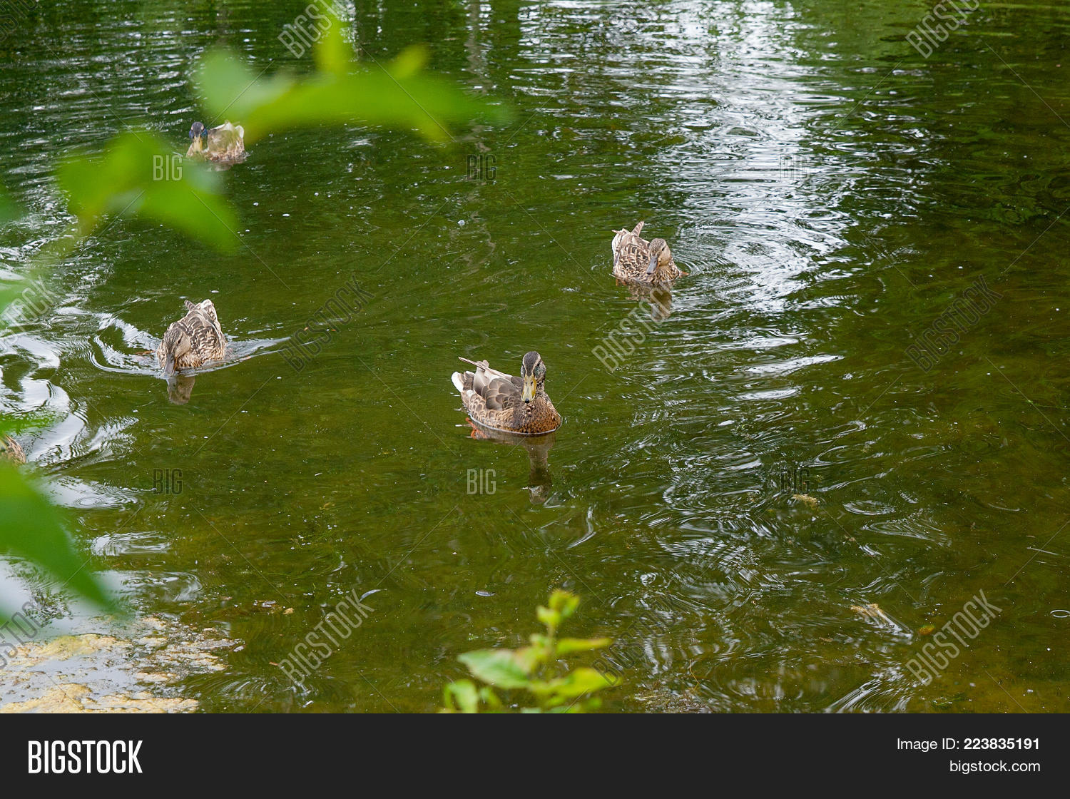 Group Mallard Ducks Image & Photo (Free Trial) | Bigstock
