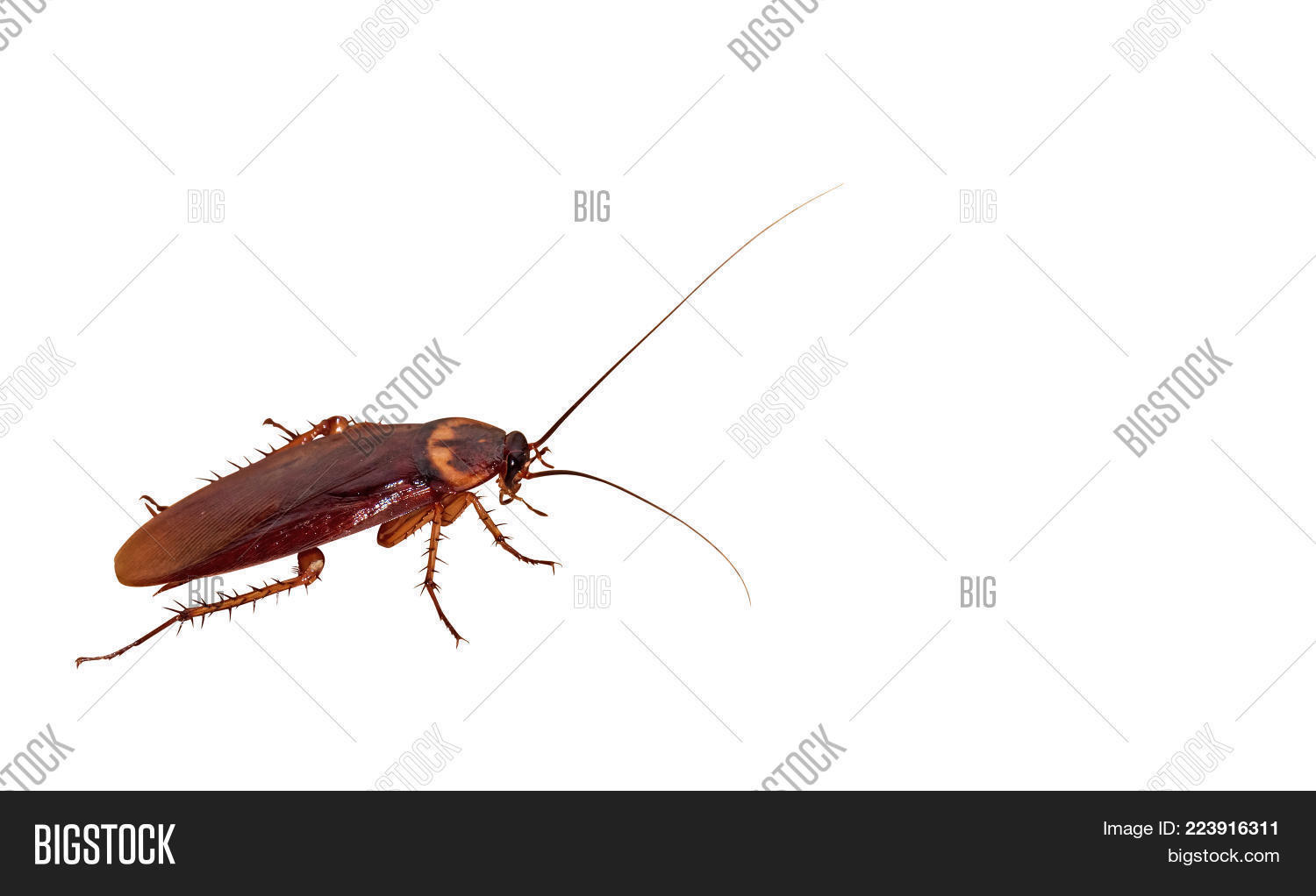 Closeup Cockroach Image & Photo (Free Trial) | Bigstock