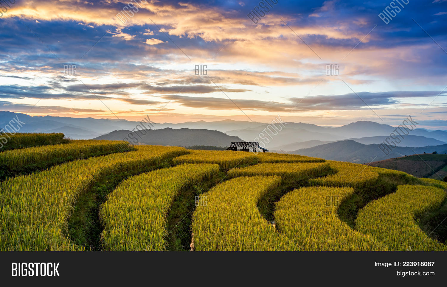 Golden Rice Fields Image & Photo (Free Trial) | Bigstock