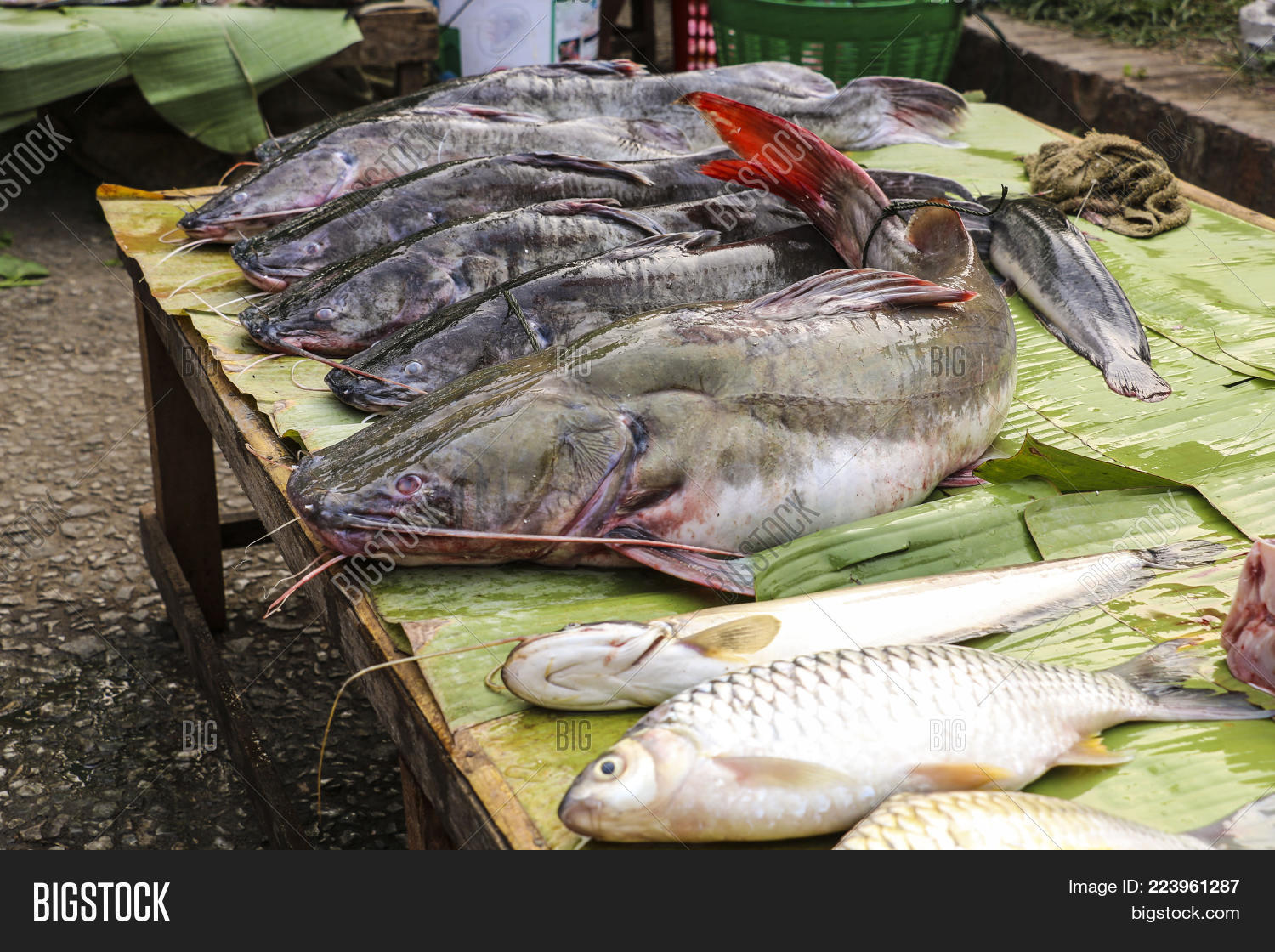 Freshly Caught Catfish Image & Photo (Free Trial) | Bigstock