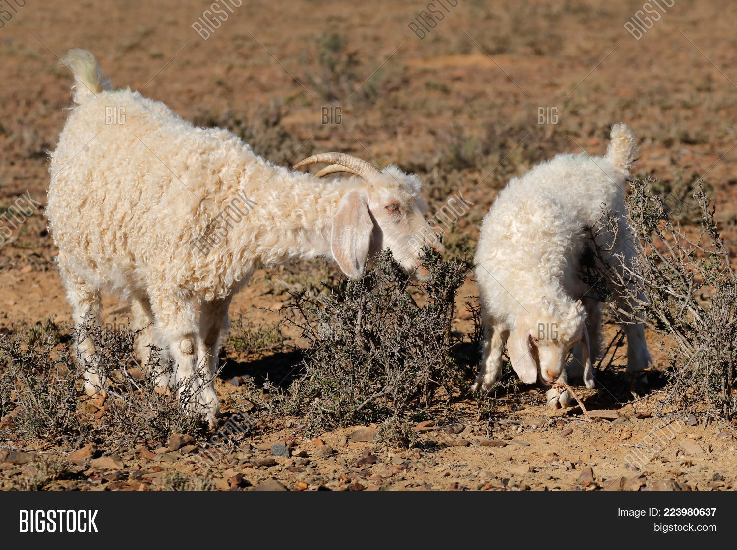 Angora Goats On Rural Image & Photo (Free Trial) | Bigstock