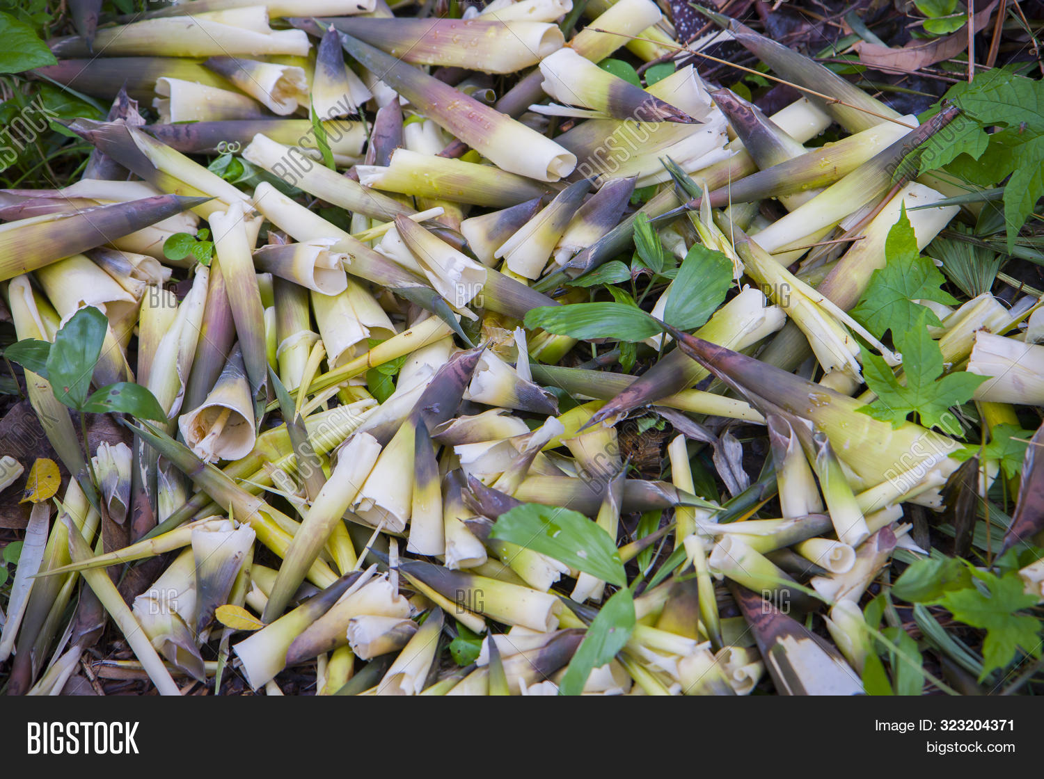 Imagen y foto Shell Bamboo Shoots (prueba gratis) | Bigstock