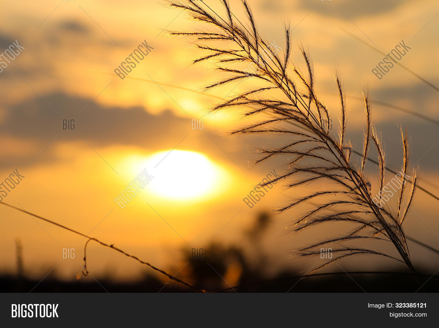 Kush Grass Kash Ful Image & Photo (Free Trial) | Bigstock