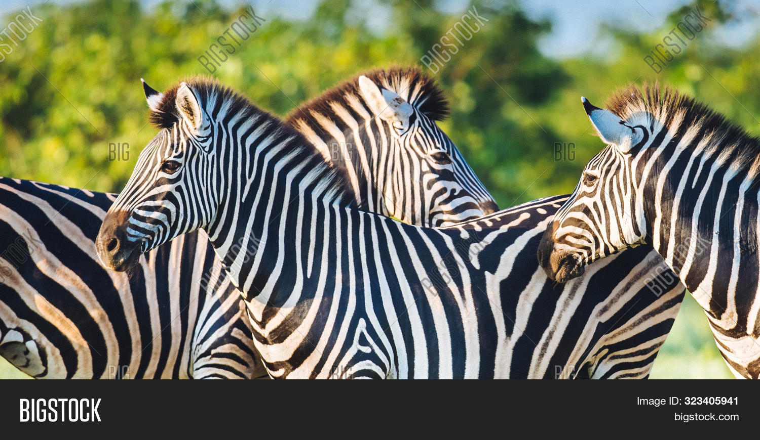 Three Common Zebra ( Image & Photo (Free Trial) | Bigstock