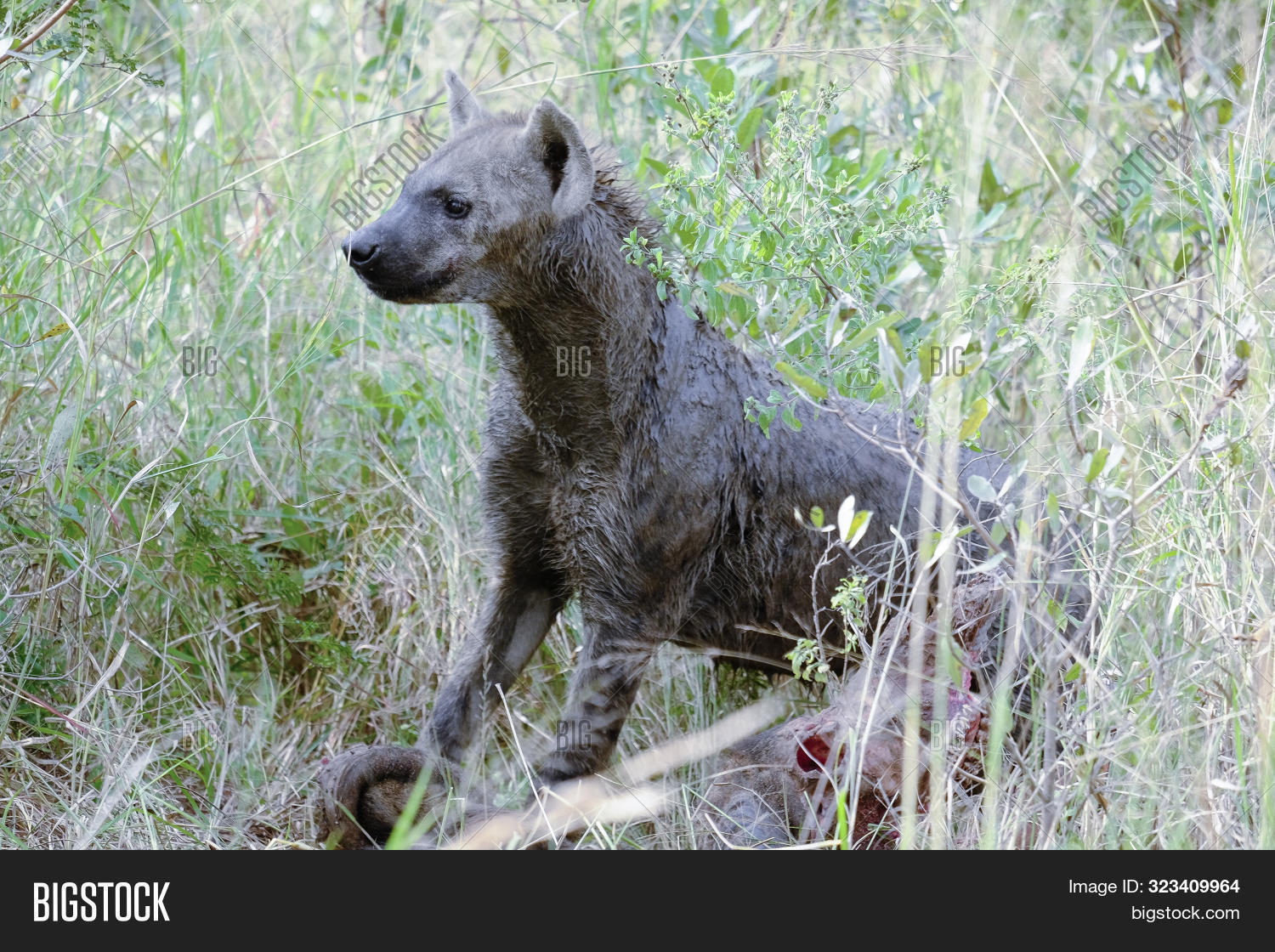 African Hyena Facing Image & Photo (Free Trial) | Bigstock