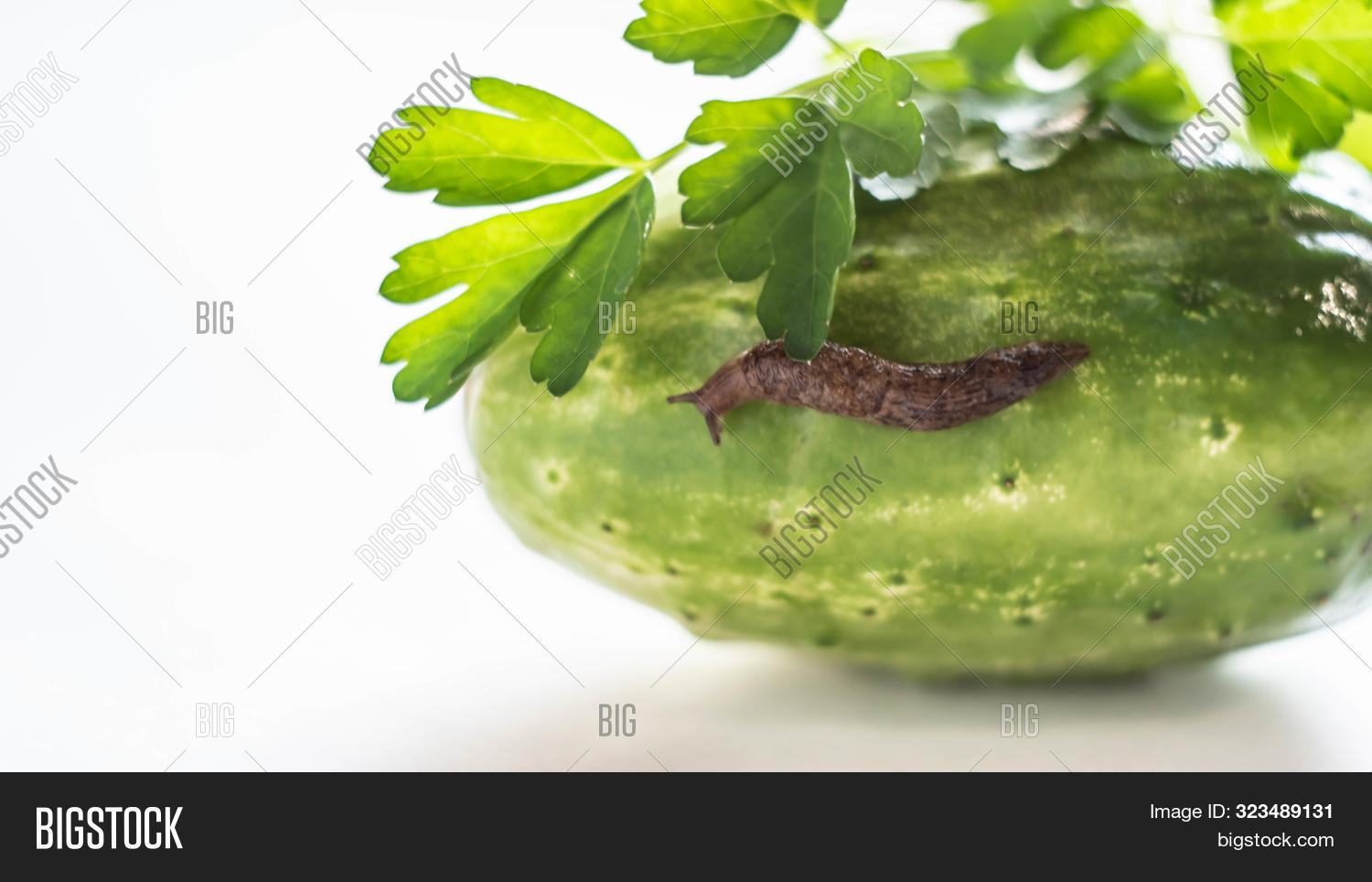 Pests Cucumbers. Slug Image & Photo (Free Trial) | Bigstock