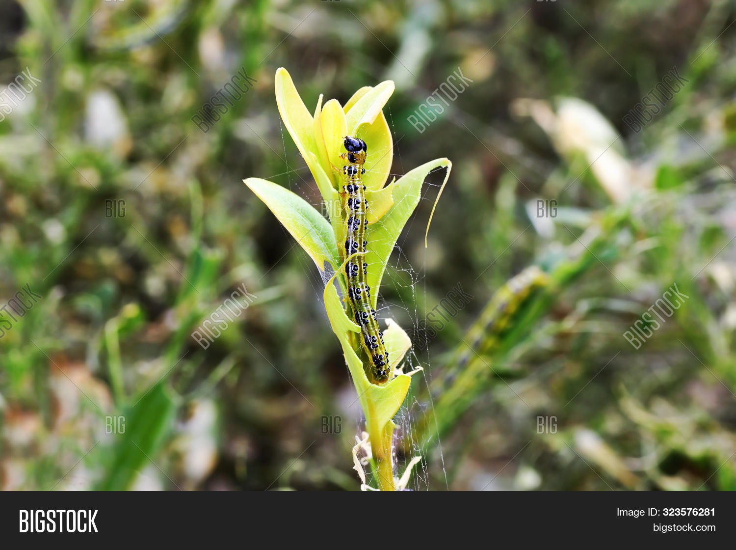 Detail Box Tree Larvae Image & Photo (Free Trial) | Bigstock