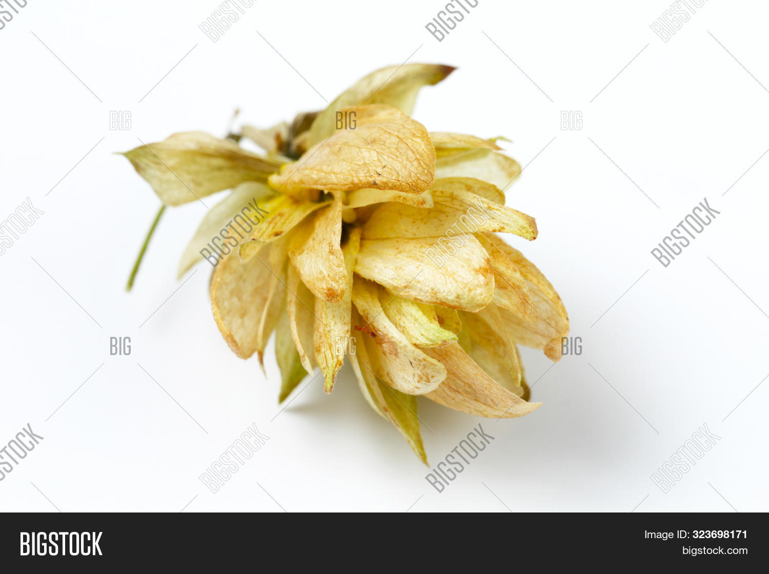 Dry Hop Cones Close- Image & Photo (Free Trial) | Bigstock