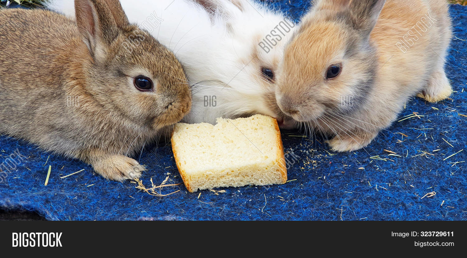Three Cute Fluffy Image & Photo (Free Trial) | Bigstock