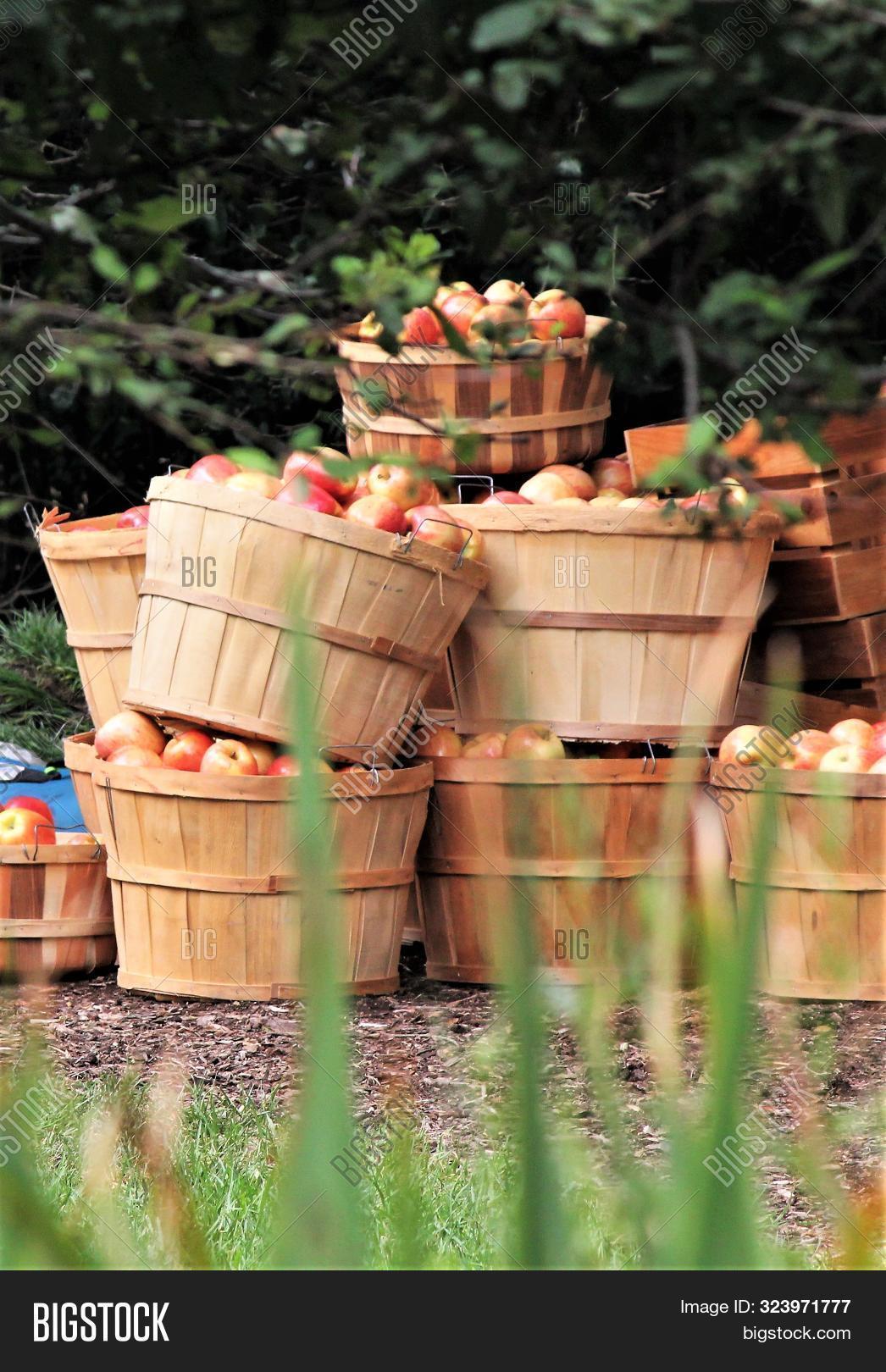 Bushel Baskets Fall Image & Photo (Free Trial) | Bigstock