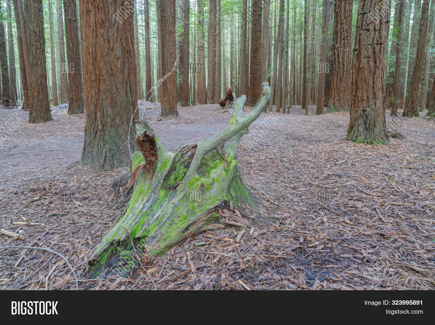 Old Rotting Moss Image & Photo (Free Trial) | Bigstock