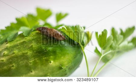 Pests Cucumbers. Slug Image & Photo (Free Trial) | Bigstock