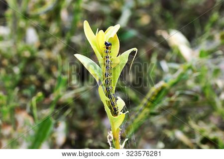 Detail Box Tree Larvae Image & Photo (Free Trial) | Bigstock