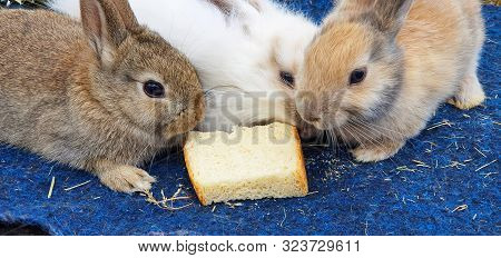 Three Cute Fluffy Image & Photo (Free Trial) | Bigstock