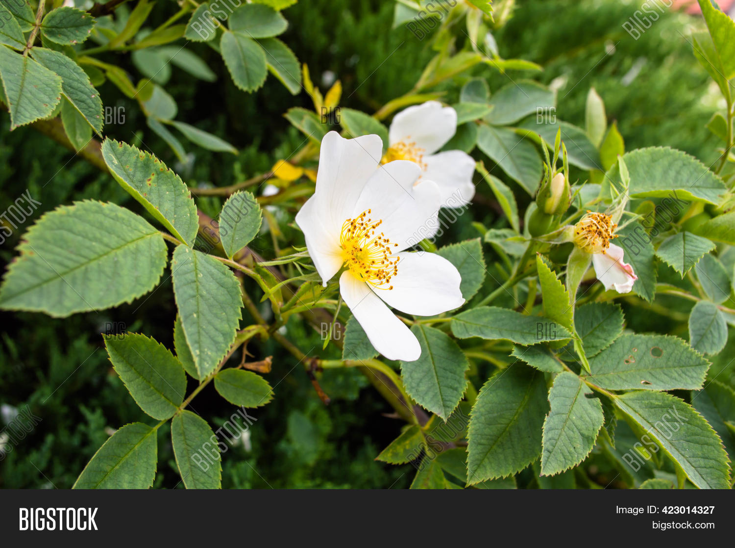 White Wild Rose Flower Image & Photo (Free Trial) | Bigstock