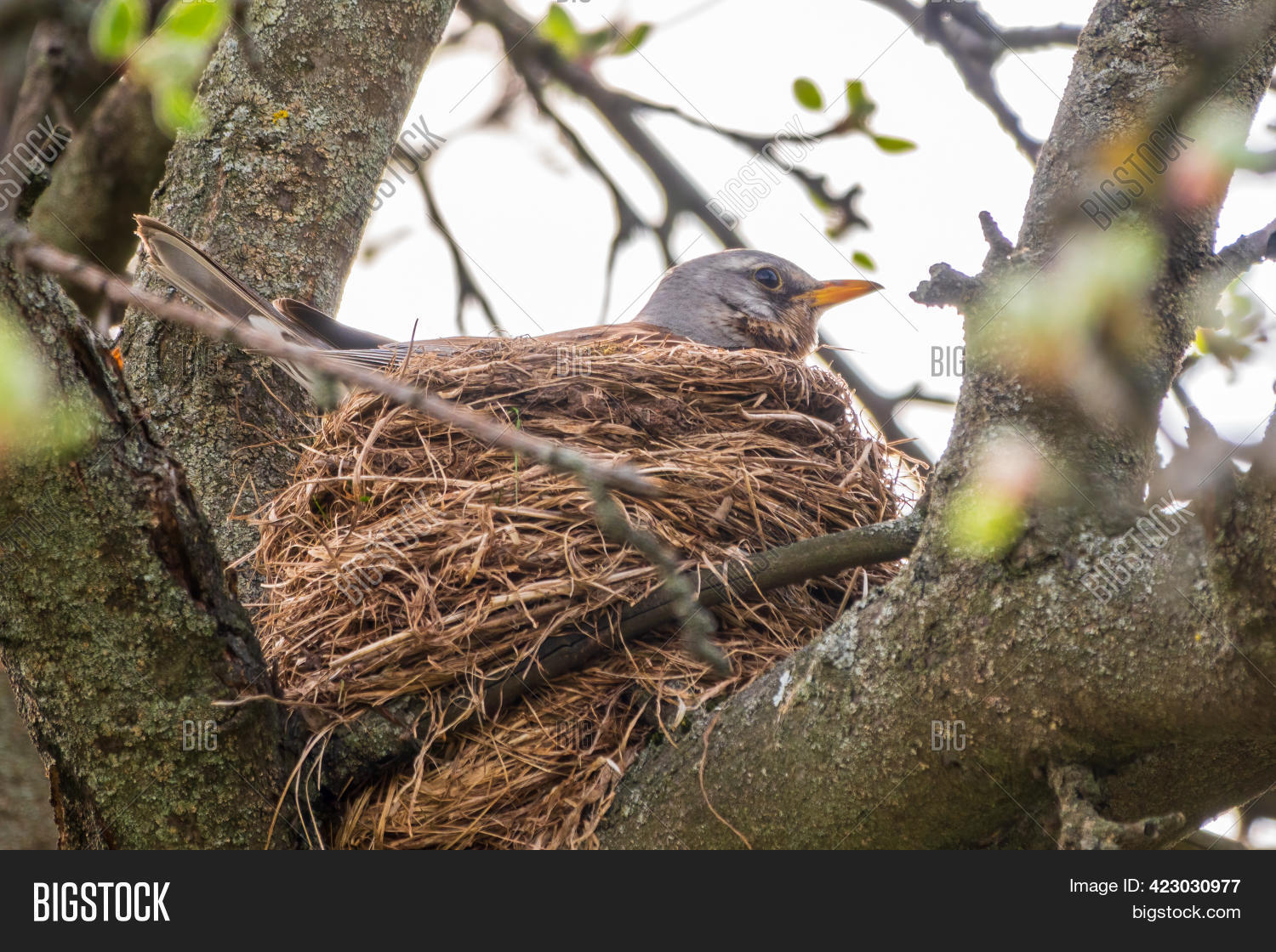 Thrush Fieldfare, Image & Photo (Free Trial) | Bigstock