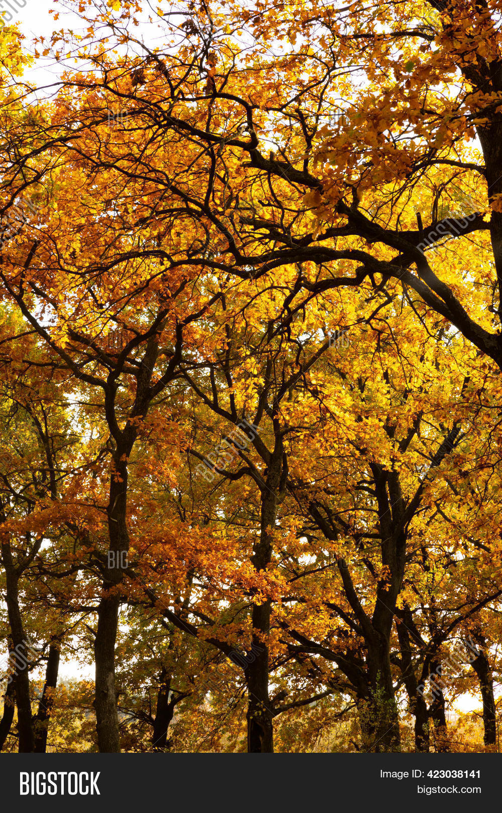 Autumn Lanscape Oak Image & Photo (Free Trial) | Bigstock