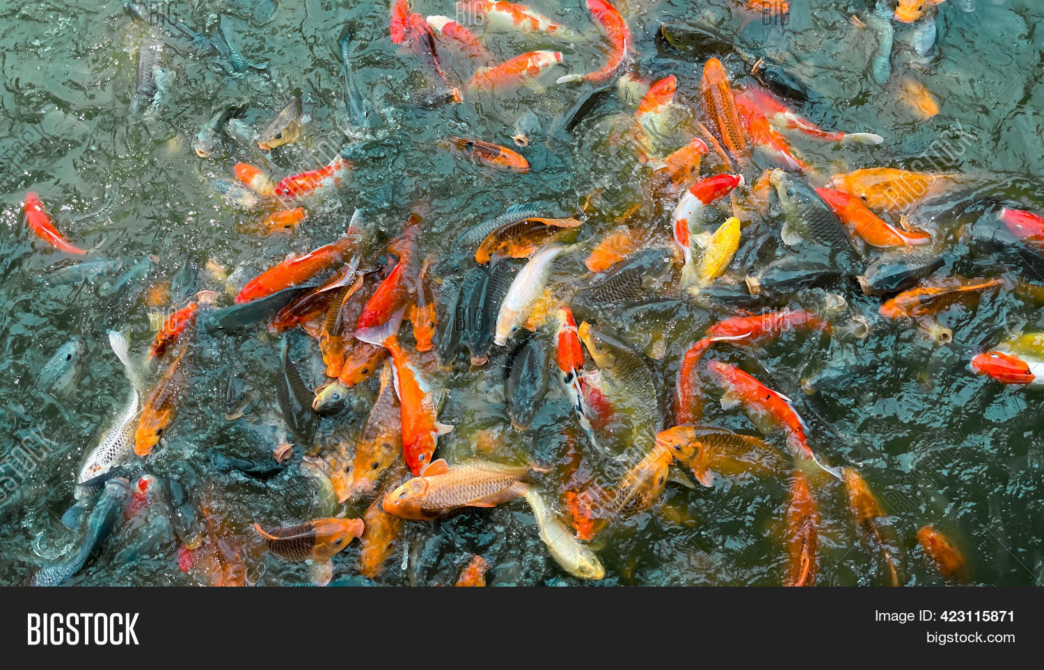 Koi Fish, Colorful Image & Photo (Free Trial) | Bigstock