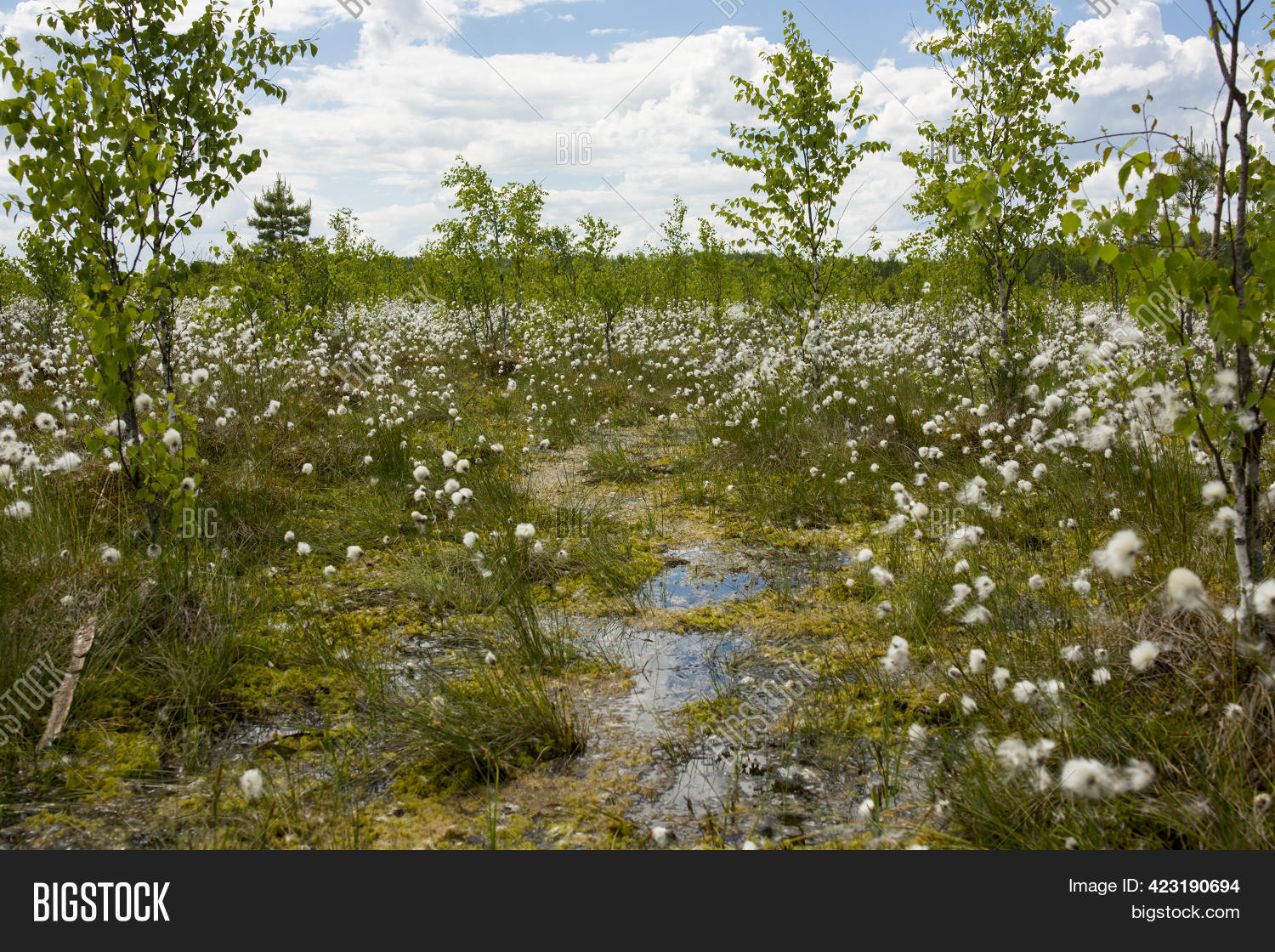 Swamps. Belarusian Image & Photo (Free Trial) | Bigstock