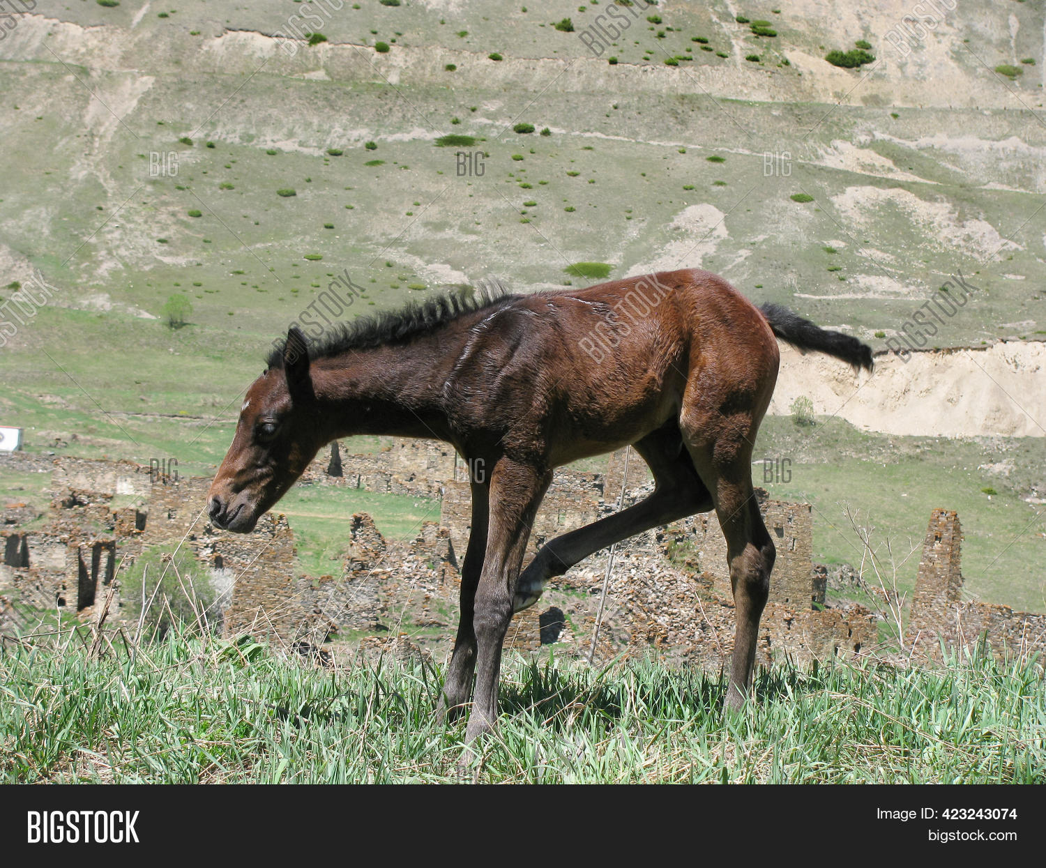 Little Brown Pony Image & Photo (Free Trial) | Bigstock