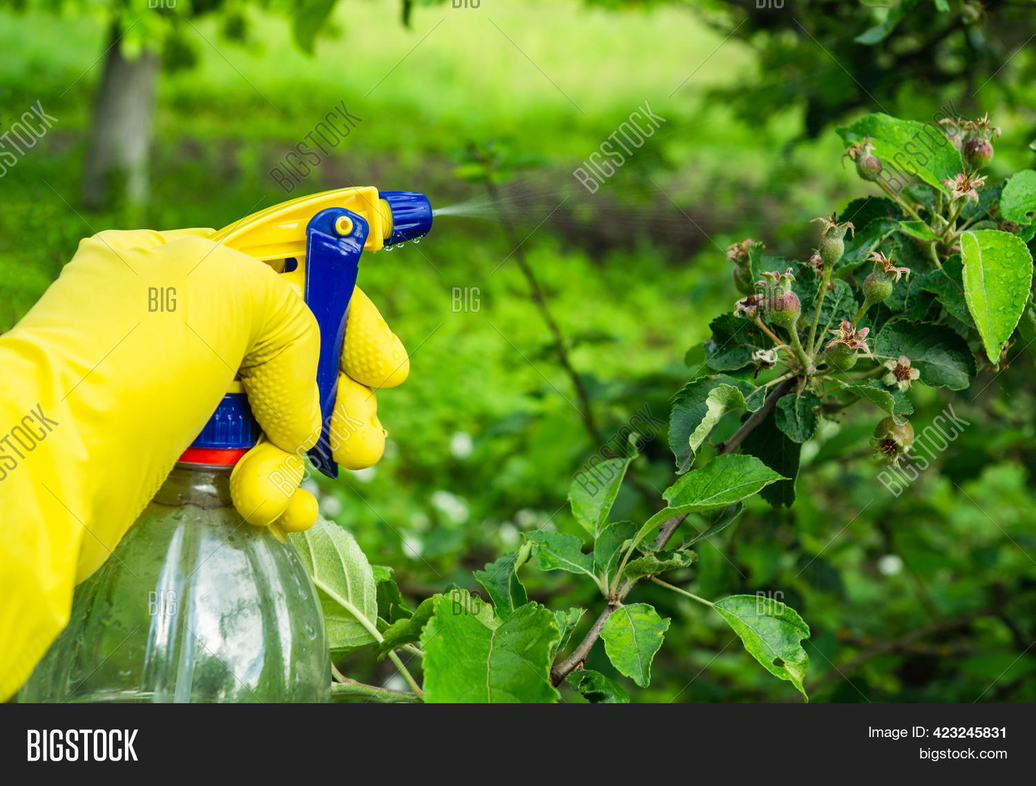 Treatment Apple Tree Image & Photo (Free Trial) | Bigstock