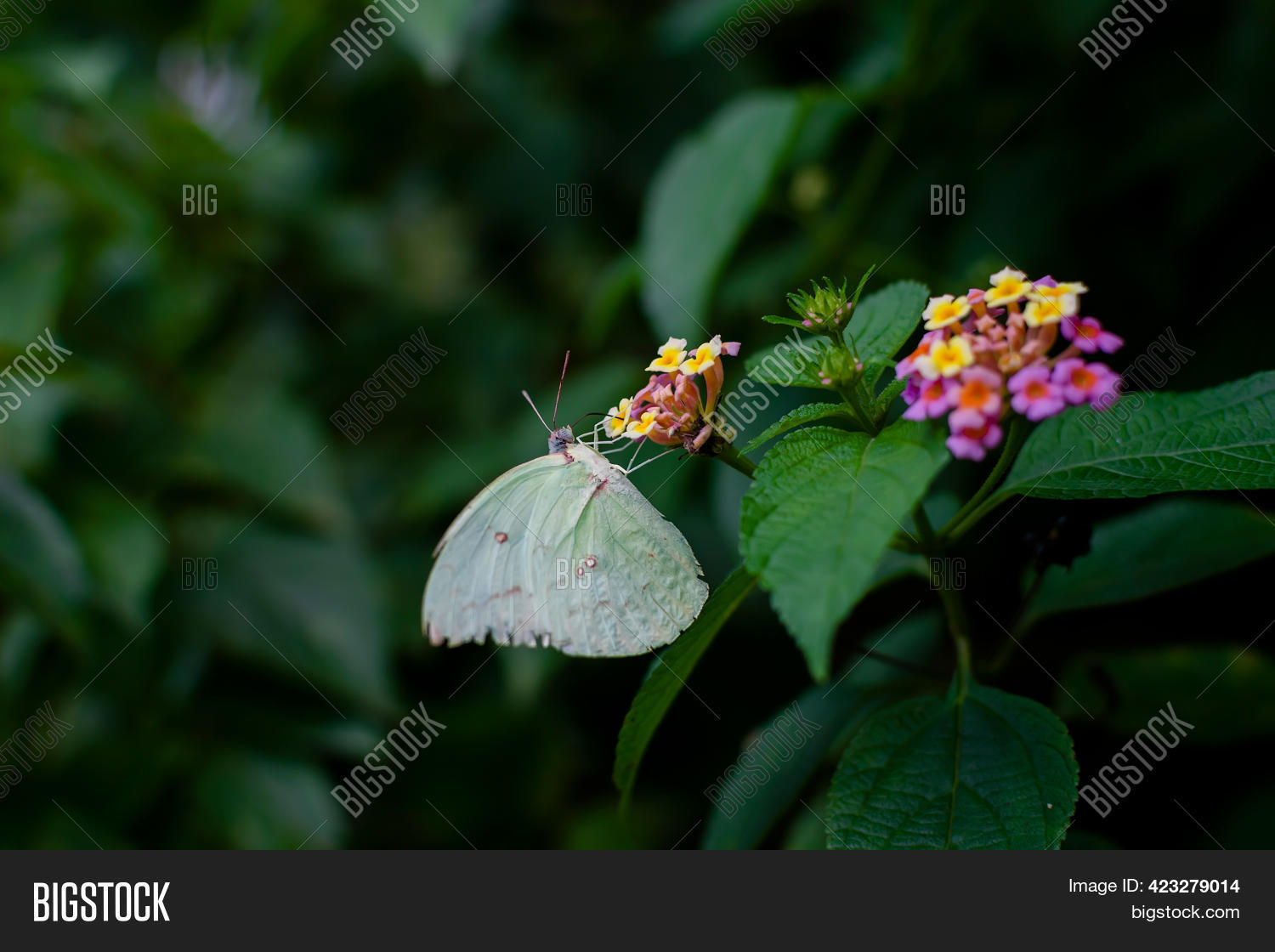 Common Emigrant Known Image & Photo (Free Trial) | Bigstock