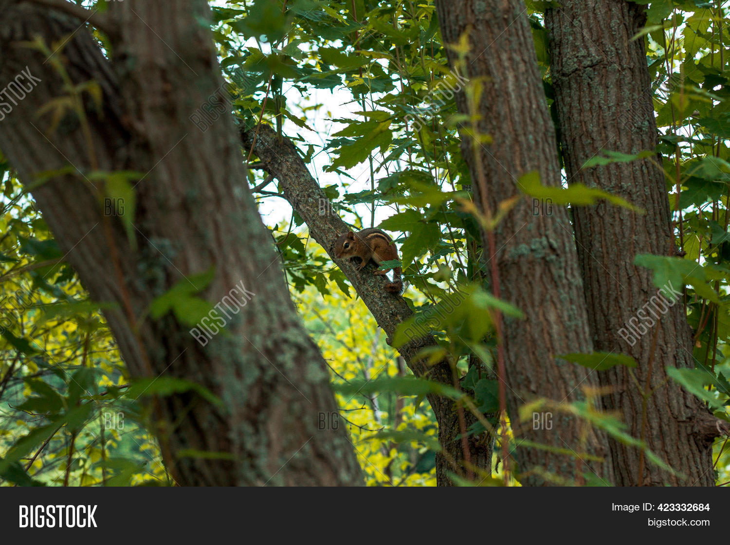 Close Chipmunk Image & Photo (Free Trial) | Bigstock