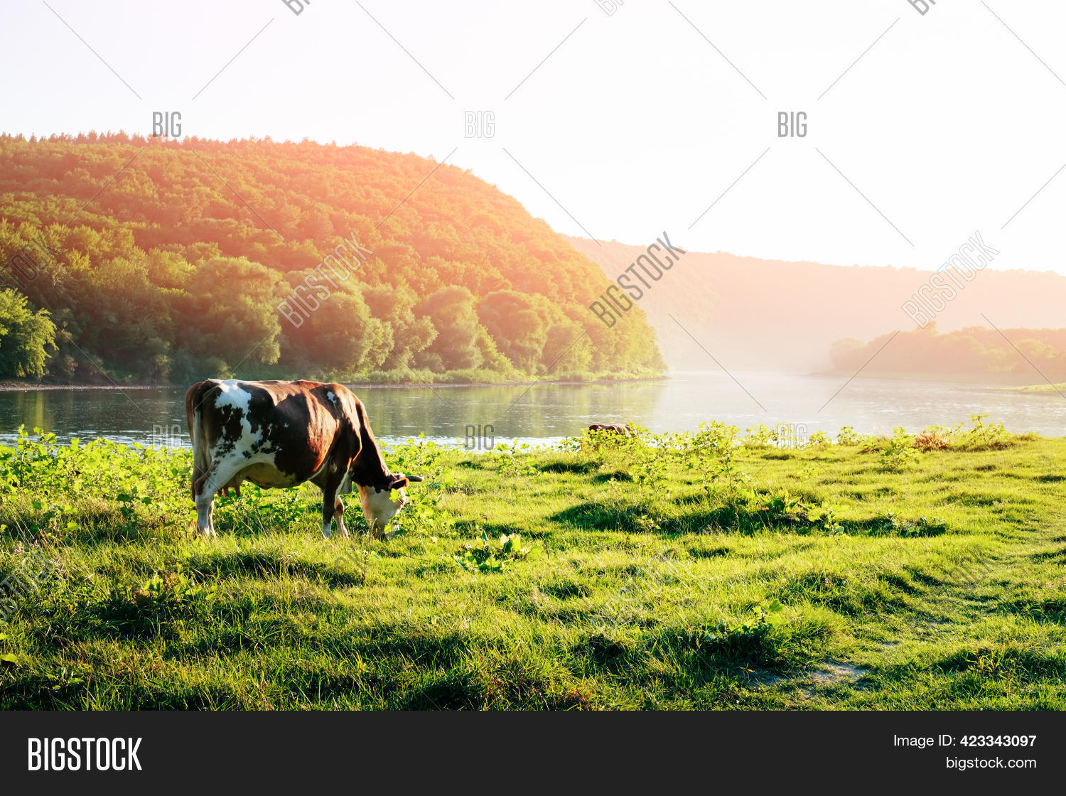 Cow Watering River. Image & Photo (Free Trial) | Bigstock