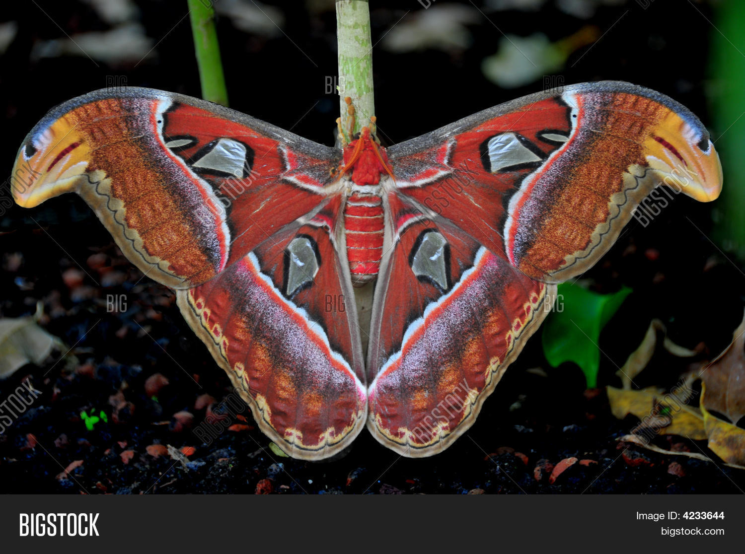 Atlas Moth Snakes Head Image & Photo (Free Trial) | Bigstock
