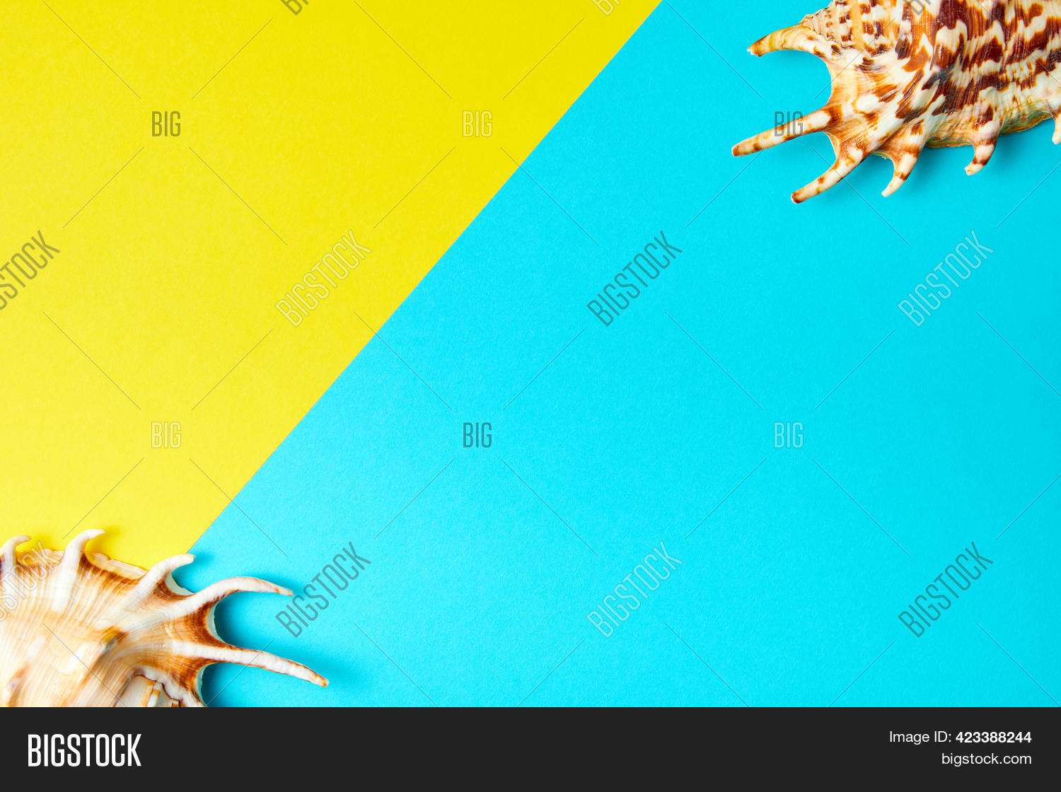 Exotic Sea Shells On Image & Photo (Free Trial) | Bigstock