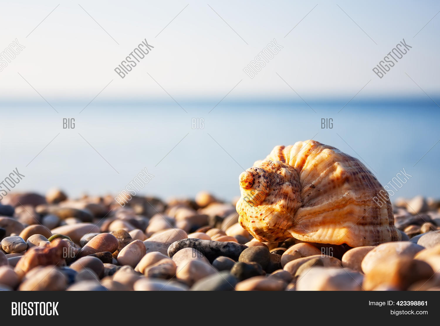 Sea Shell Sea Blue Sky Image & Photo (Free Trial) | Bigstock