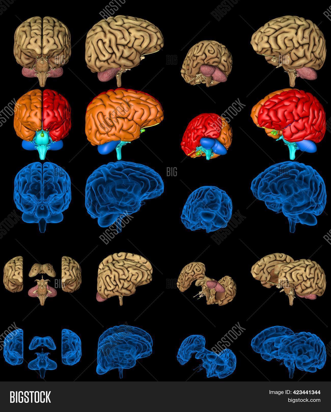 Set Isolated Brain Image & Photo (Free Trial) | Bigstock