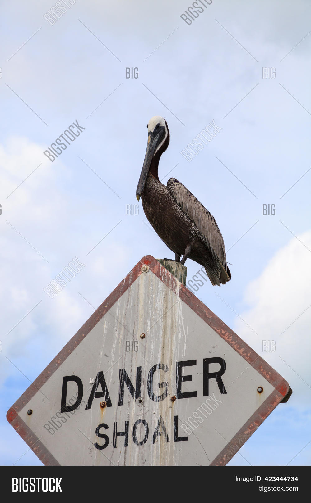 Large Pelican Image & Photo (Free Trial) | Bigstock