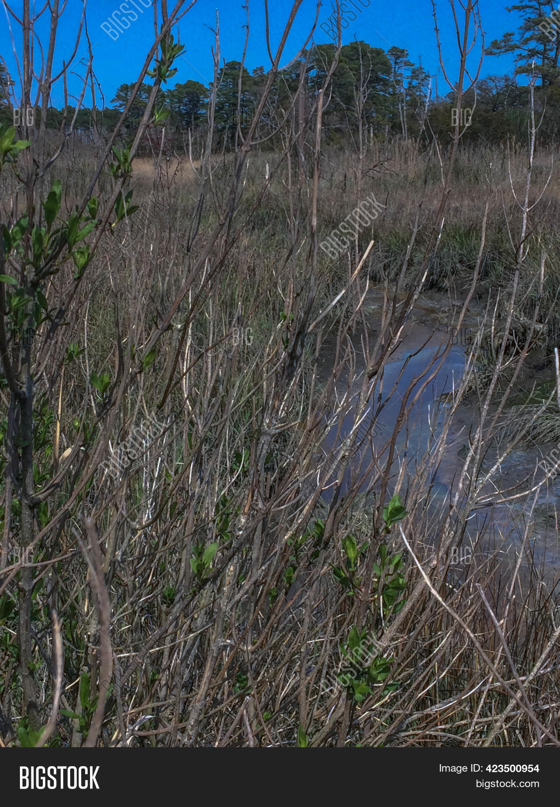 Salt Marsh Wetlands Image & Photo (Free Trial) | Bigstock