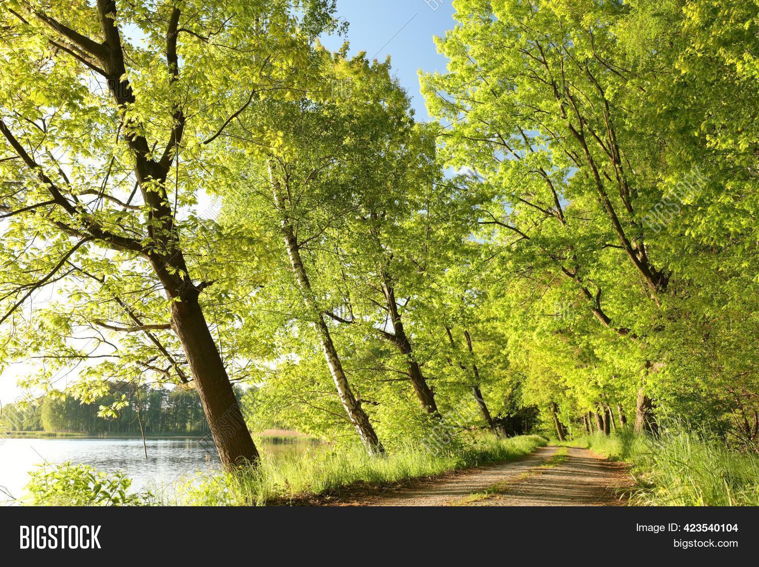 Spring Landscape Trees Image & Photo (Free Trial) | Bigstock