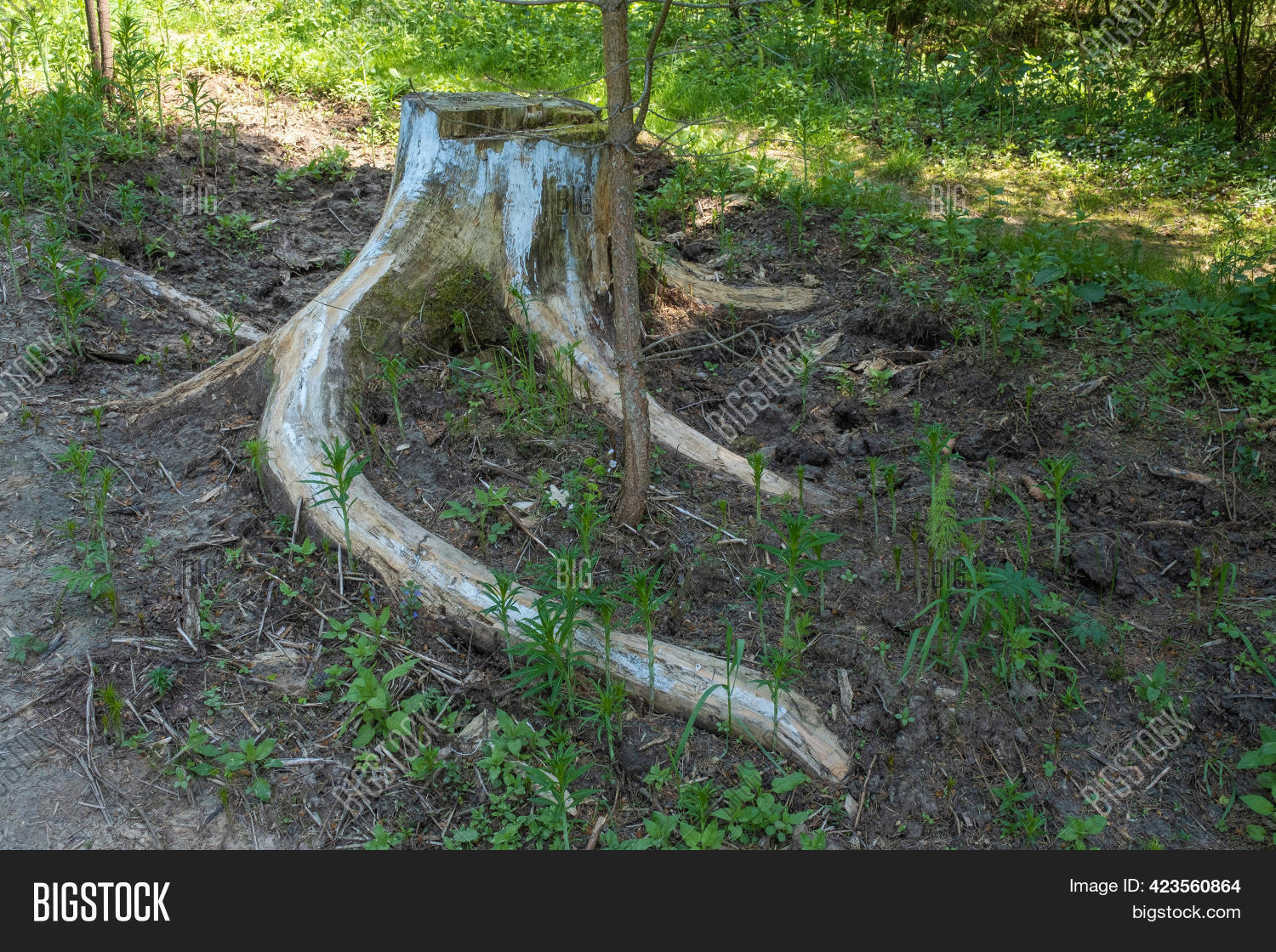Large White Stump Long Image & Photo (Free Trial) | Bigstock