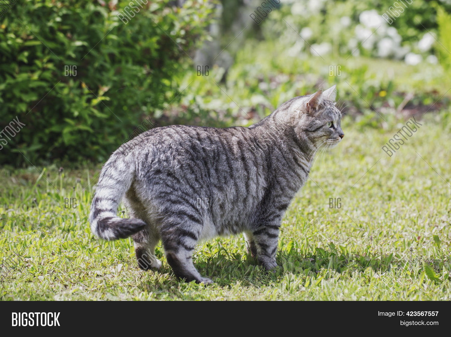Gray Mongrel Cat Walks Image & Photo (Free Trial) | Bigstock