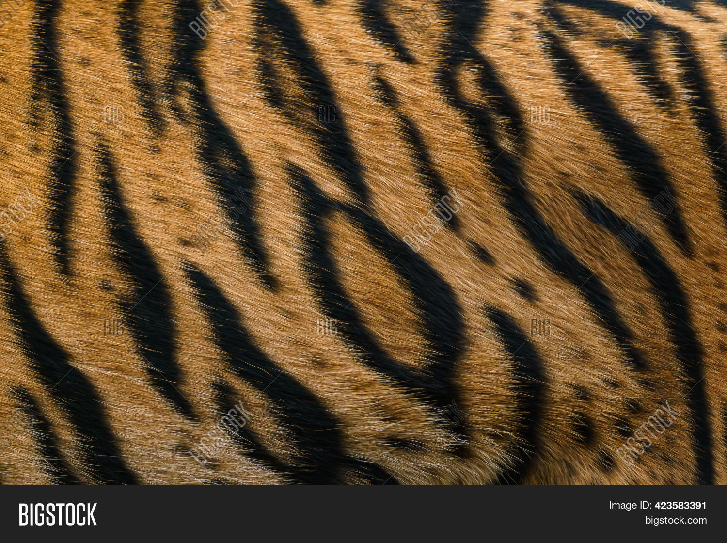 Tiger Pattern, Real Image & Photo (Free Trial) | Bigstock