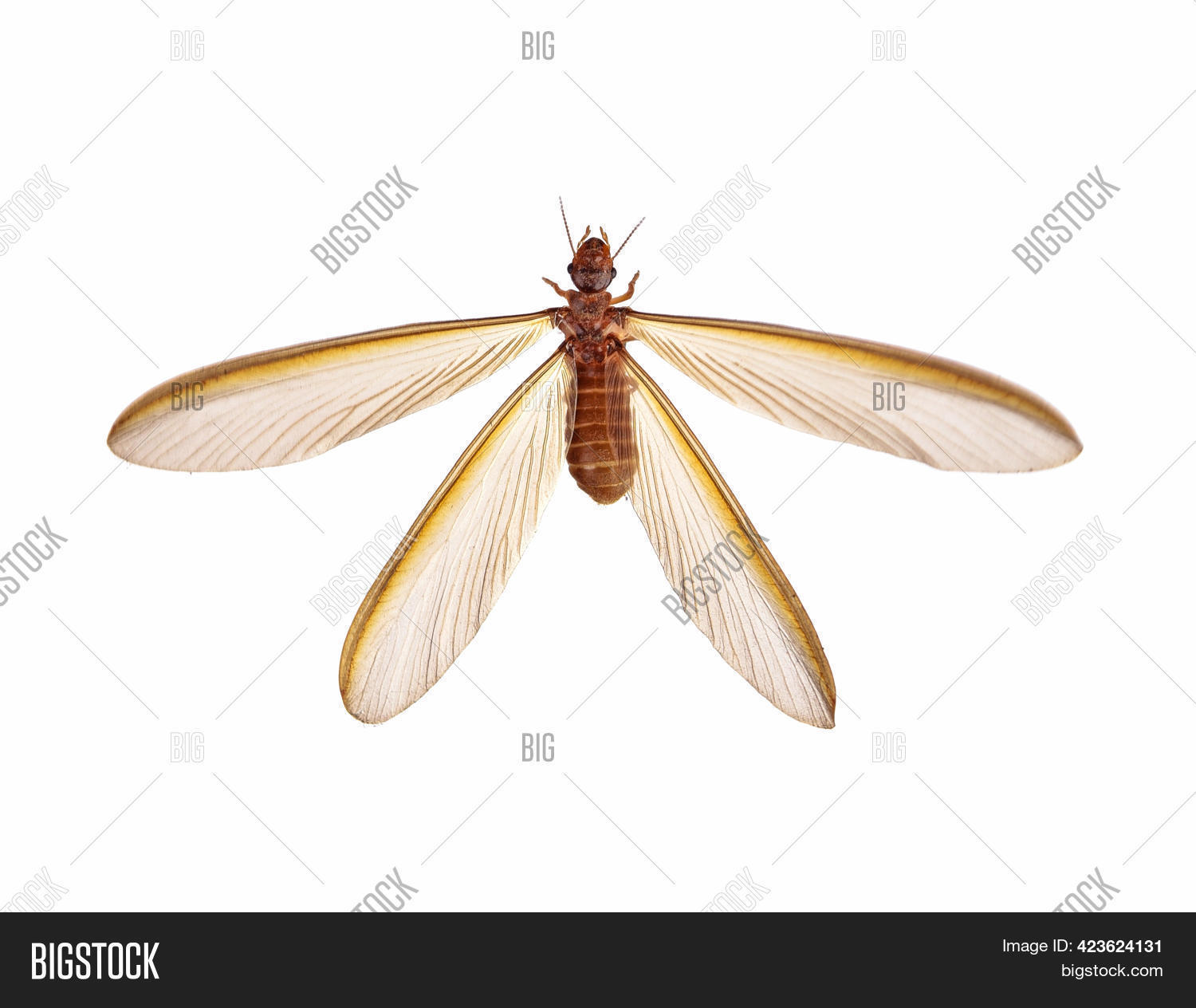 Mayfly Isolated On Image & Photo (Free Trial) | Bigstock