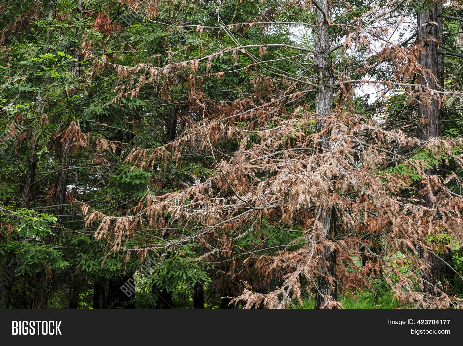 Disease Spruce Plants Image & Photo (Free Trial) | Bigstock