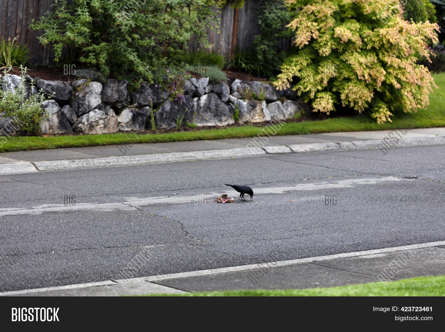Raven Crow Rabbit Image & Photo (Free Trial) | Bigstock