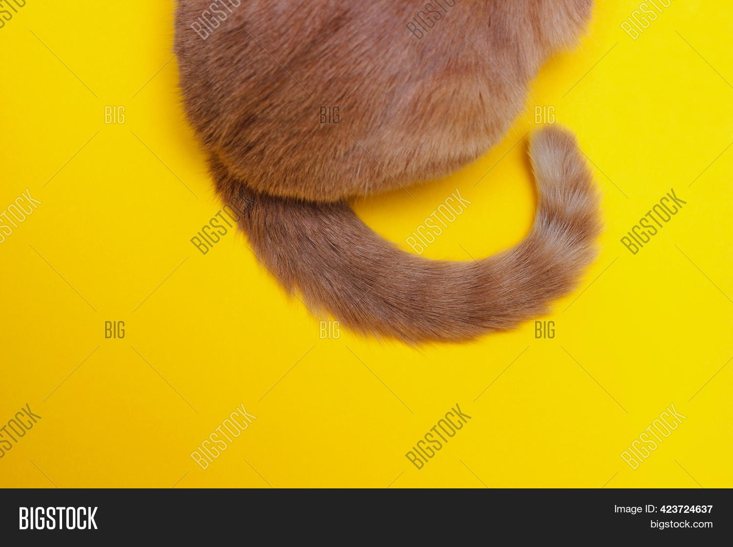 Tip Red Cat's Tail On Image & Photo (Free Trial) | Bigstock
